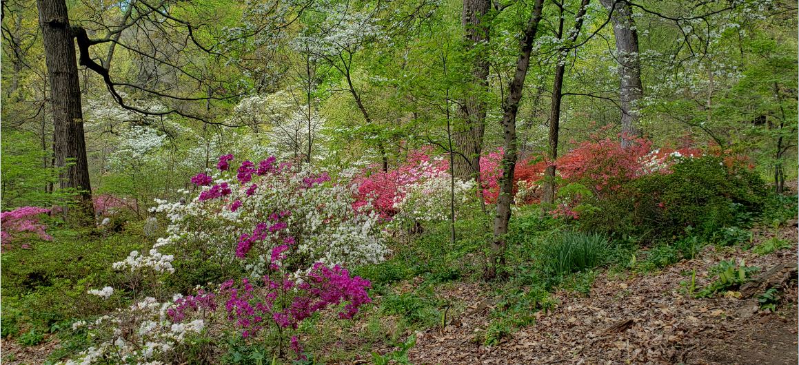 The "people's azaleas" season at the National Arboretum - William F ...